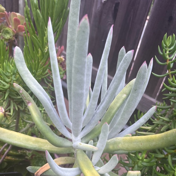 Other | Rare Succulent Plant Cuttings Cotyledon Orbiculata Aka Green ...
